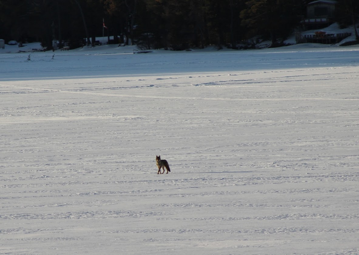 Leech Lake, Muskoka: Wolves on Leech Lake