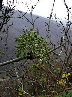 Editoriali & altro ...: Analisi di G. Pascoli, Il vischio