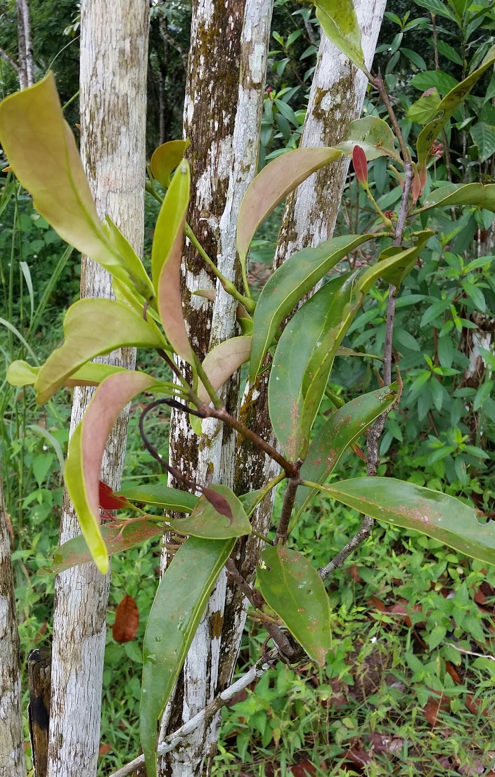 Warisan Petani: Pokok Dedalu