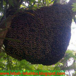 Mengenal Lebah Hutan Apis Dorsata | Ternak Klanceng & Lebah Madu di ...