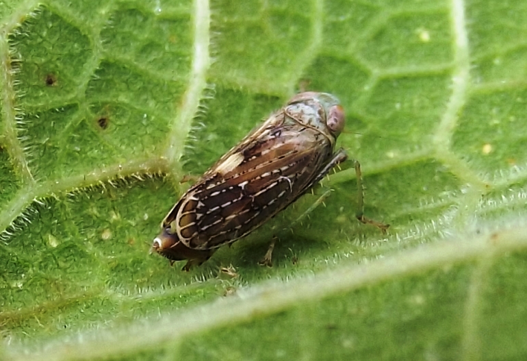 Roots 'n' Shoots: Leafhoppers - Garden Pest of the Month