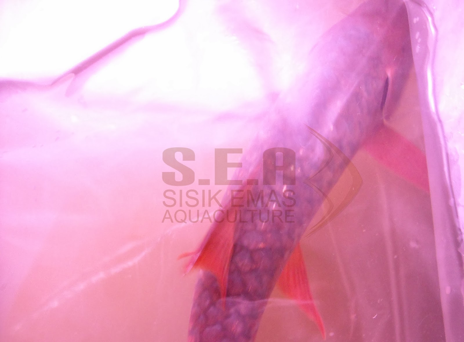 Malaysian Mahseer or Kelah: Kelah Bara Bunga