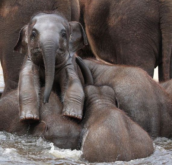 Baby Elephants That Will Instantly Make You Smile - Geneous World