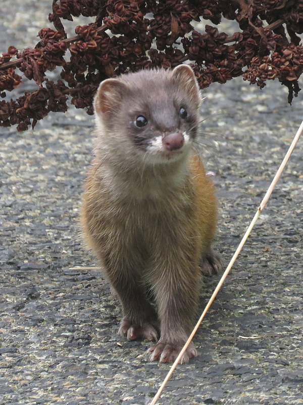 birding never sleeps: JAPAN 2016: Honshu (30 June-07 July)