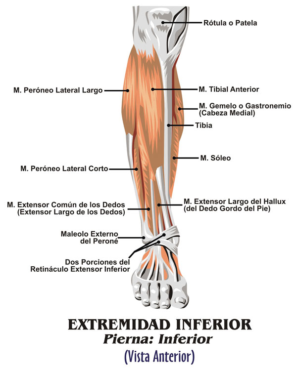 LA CIENCIA DEL CORRER: diciembre 2015
