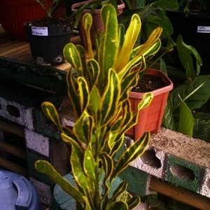 Tanaman Puring (Codiaeum variegatum) - Ganesha Flora Bali