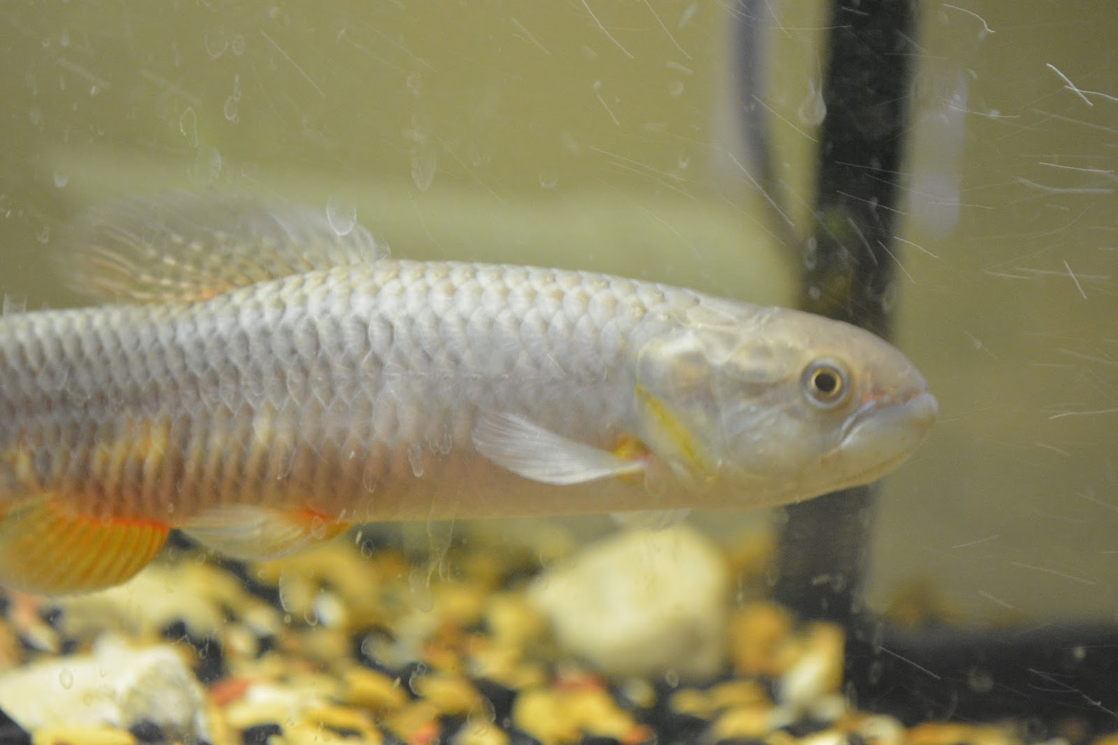 Mania de Aquário: Jeju (Erythrinus sp. e Hoplerythrinus sp.)