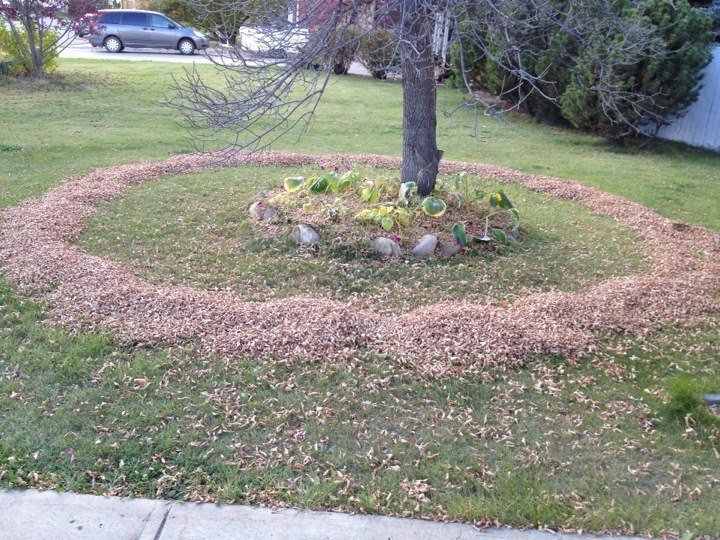 LIVING THE GARDENING LIFE: Well-trained Tree