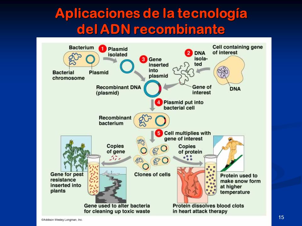Tecnología de ADN Recombinante: Desarrollo