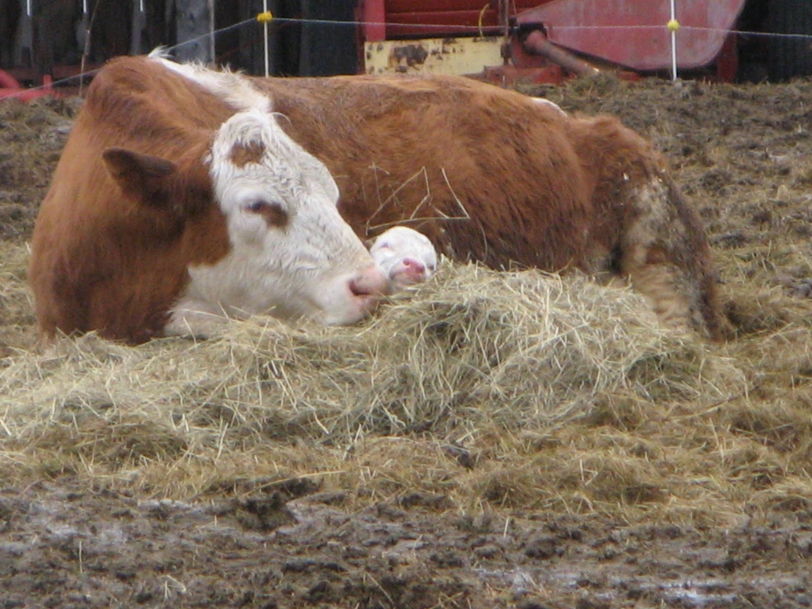 Animal Instinct: Foggy & Soggy