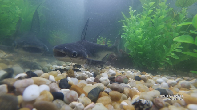 Paroon Sharks Guide: About Paroon Sharks