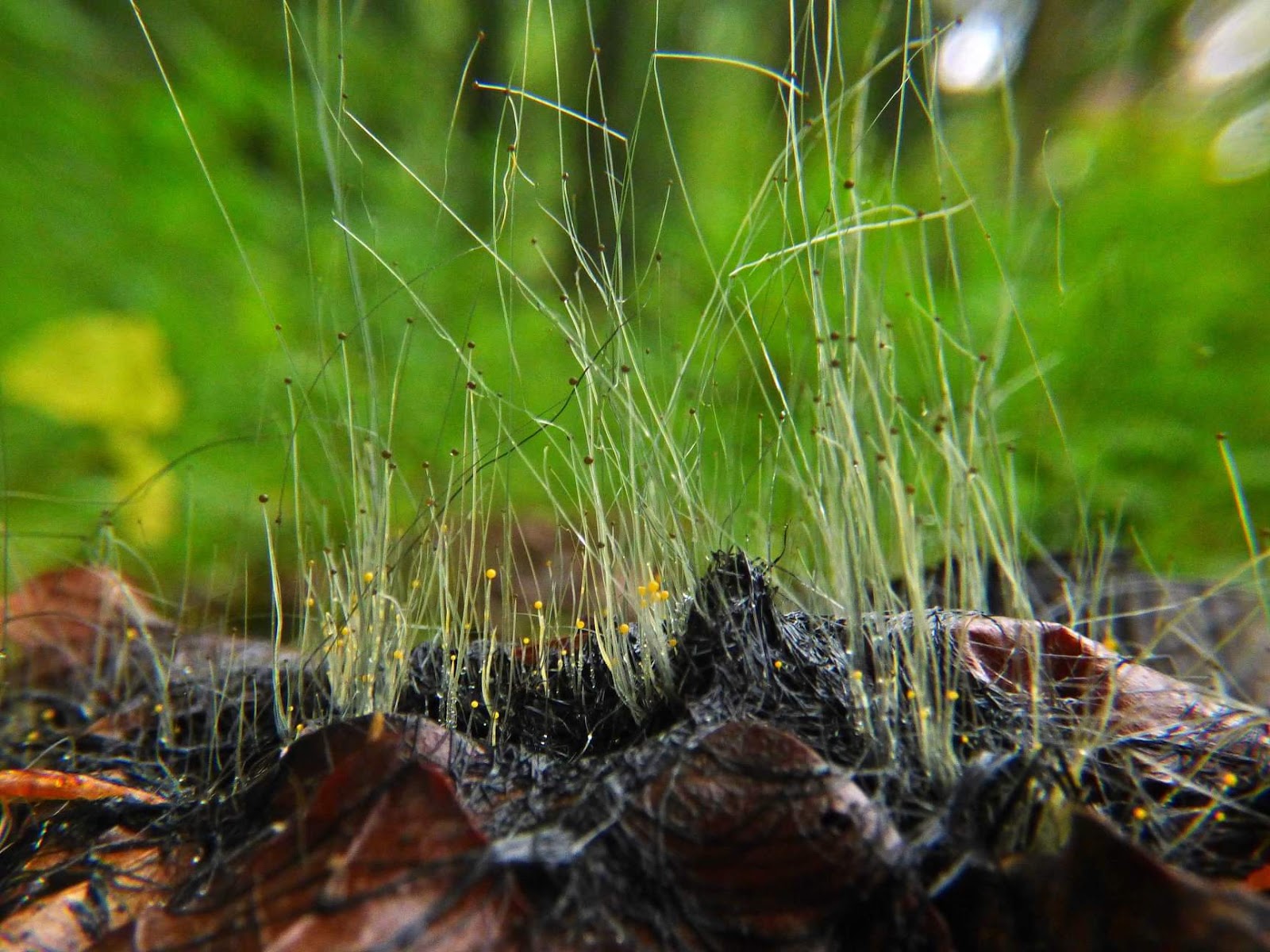 Setas y Hongos de Tineo : PHYCOMYCES NITENS (C. Agardh) Kunze