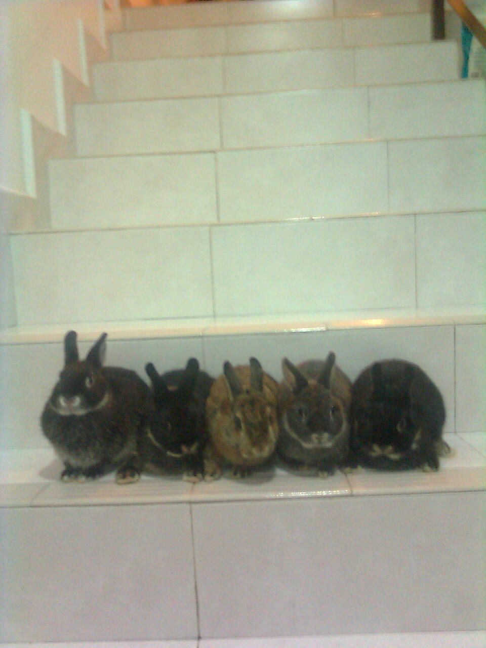 RS Collection: Rabbit Mating