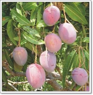 PLANTAS E ERVAS E FRUTOS QUE CURAM: FRUTA MANGA