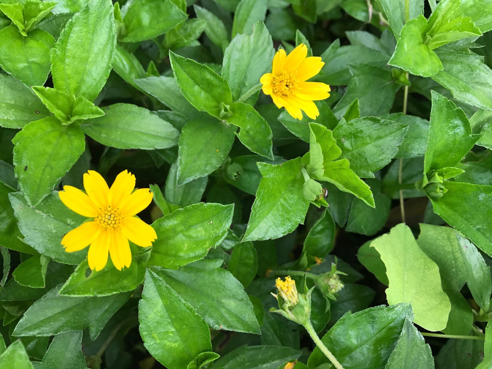 新/马草药自然医学: 蟛蜞菊的功效与作用.,Health Benefit of Wedelia trilobata .Manfaat ...