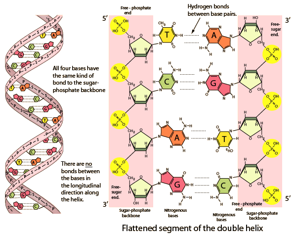 savvy-chemist: GCSE OCR Gateway Organic Chemistry C6.2h The Structure ...