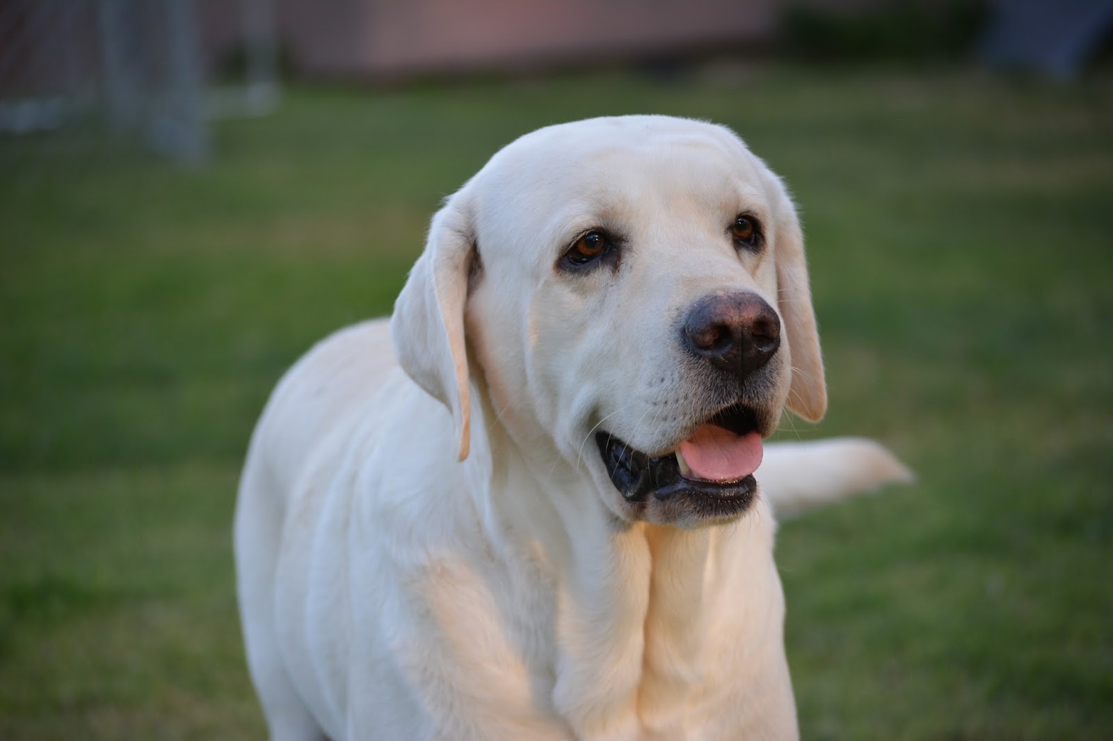 Cozy Acres Farm : Labrador Retriever Parents