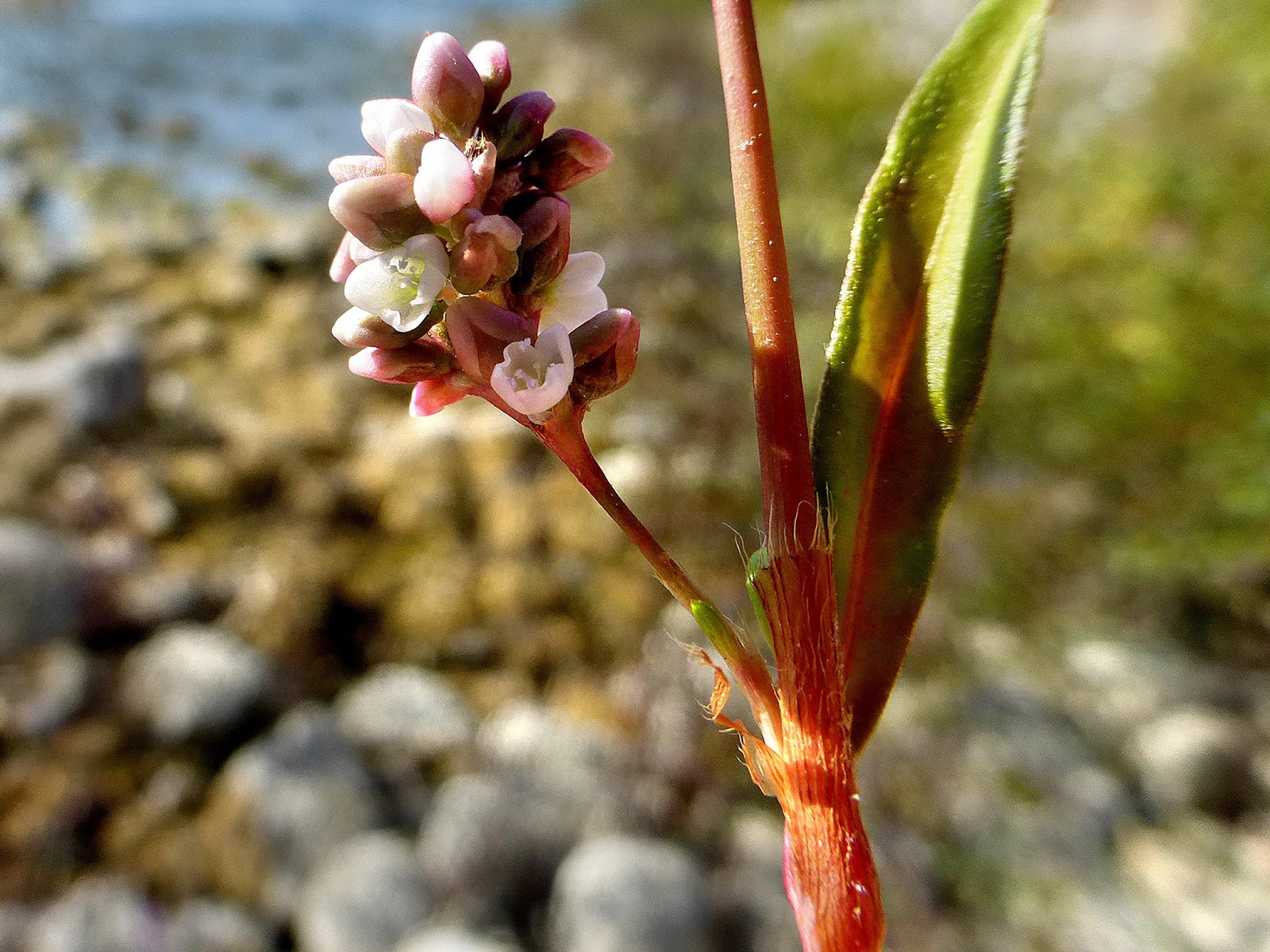 rocayflor: Polygonum persicara, Polygonum lapathifolium. Persicaria