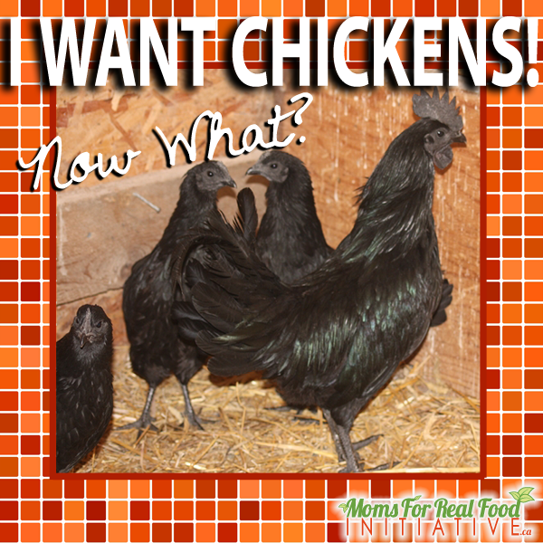 Moms, For Real: I Want Chickens! Now What?