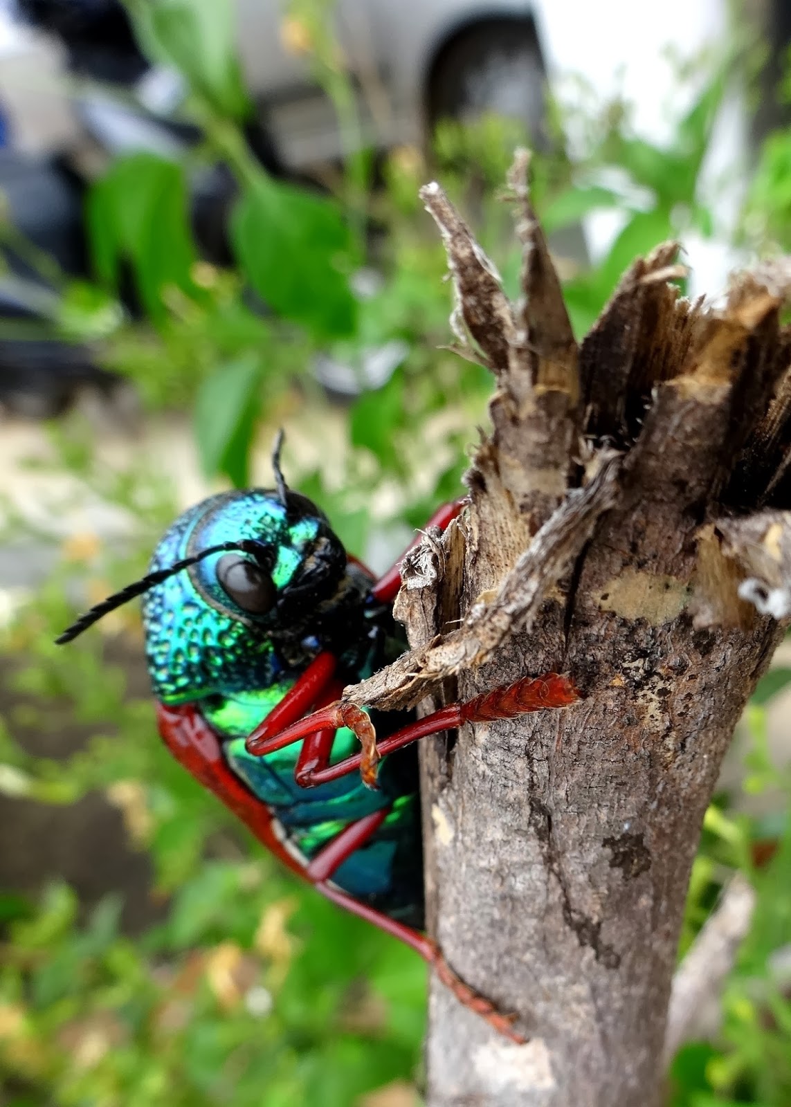 ashokism...: Ponn Vandu