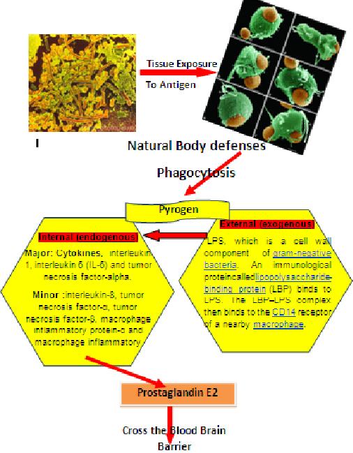 N204-Group5: Diagram of Fever's role in Infection and Inflammation