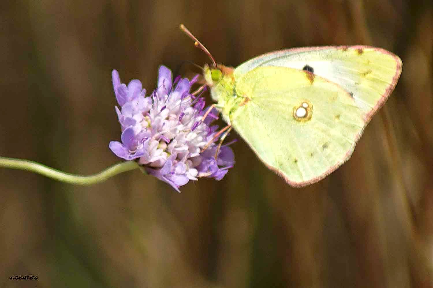 Fauna silvestre de Hormaza: Colias croceus