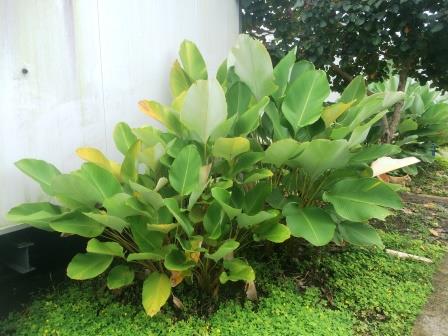 Calathea lutea | Pustaka Flora | Database Tanaman Landscape