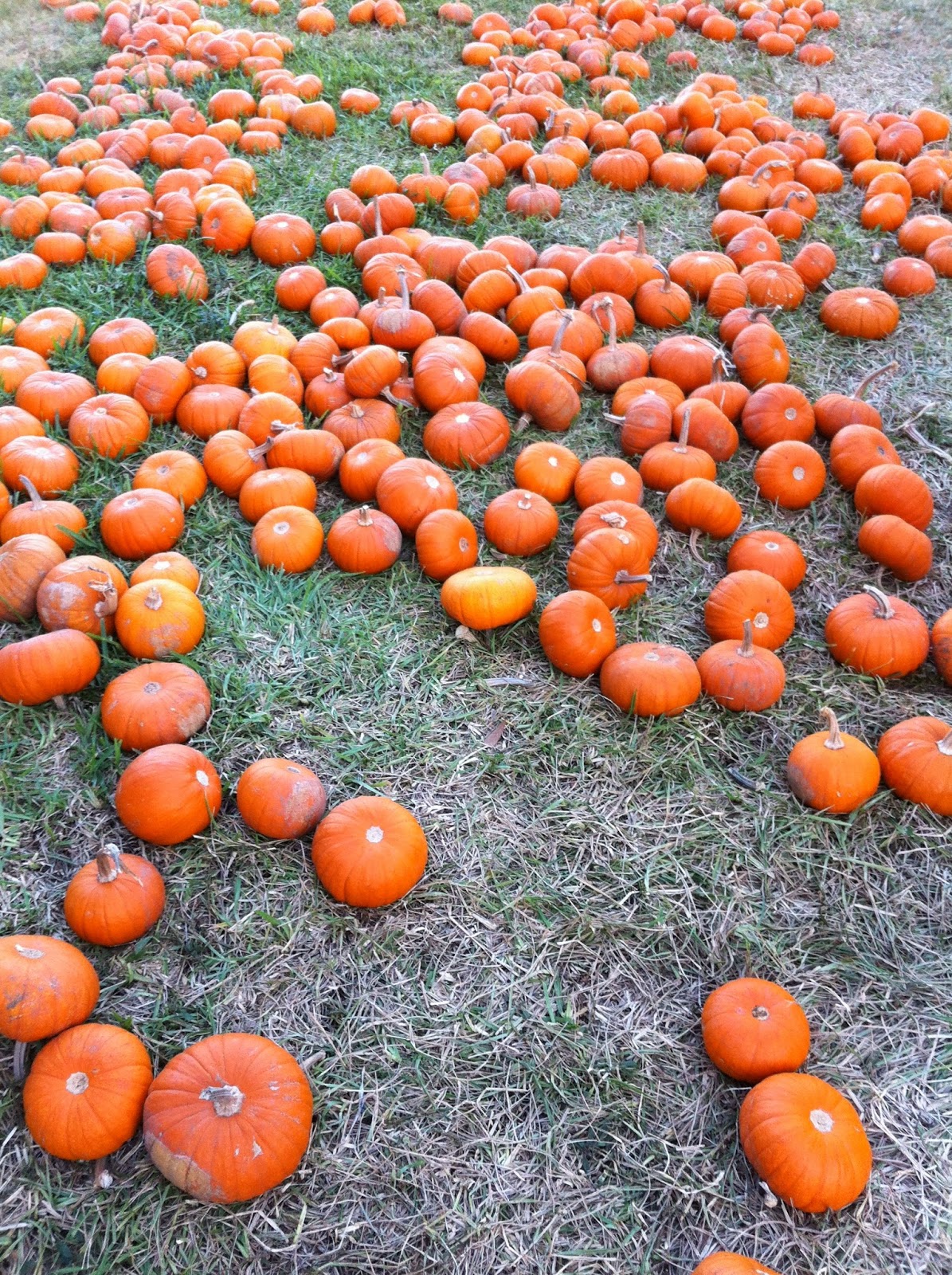 Sounds Like Chelsea's Life: Pumpkin Patch!