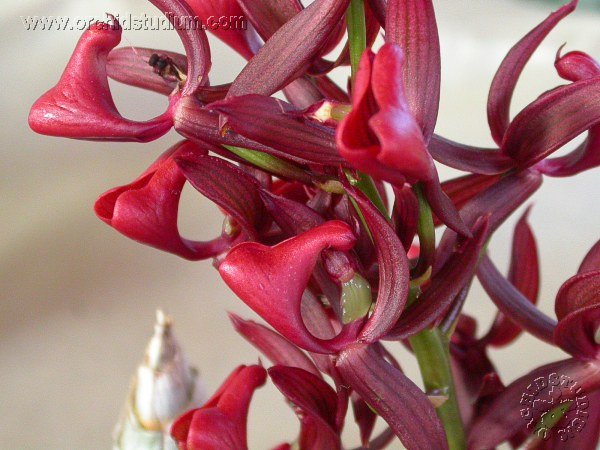 EXPOR ORQUIDEAS.COM: Clowesia - Mormode - Cycnoches