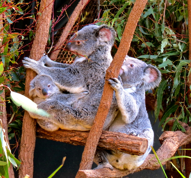 Worrall Travel R's: Koala Cuddling