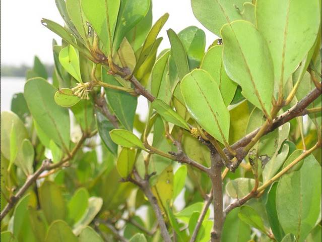 Mangroves of South Coastal Andhra Pradesh: Survey of Krishnapatnam ...