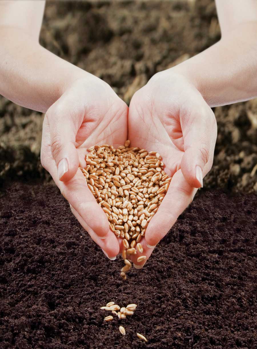 Consciência Desperta: Conhecimento - sementes que temos para semear