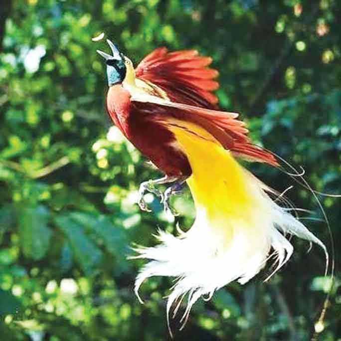 10 Burung Tercantik Di DuniaCara Membuka Ilmu