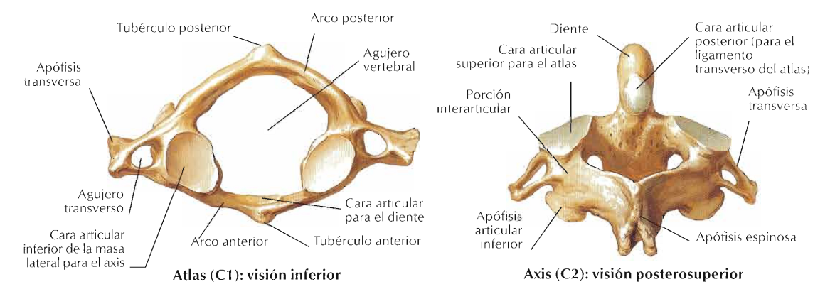 región-grupo-plano: Atlas y Axis