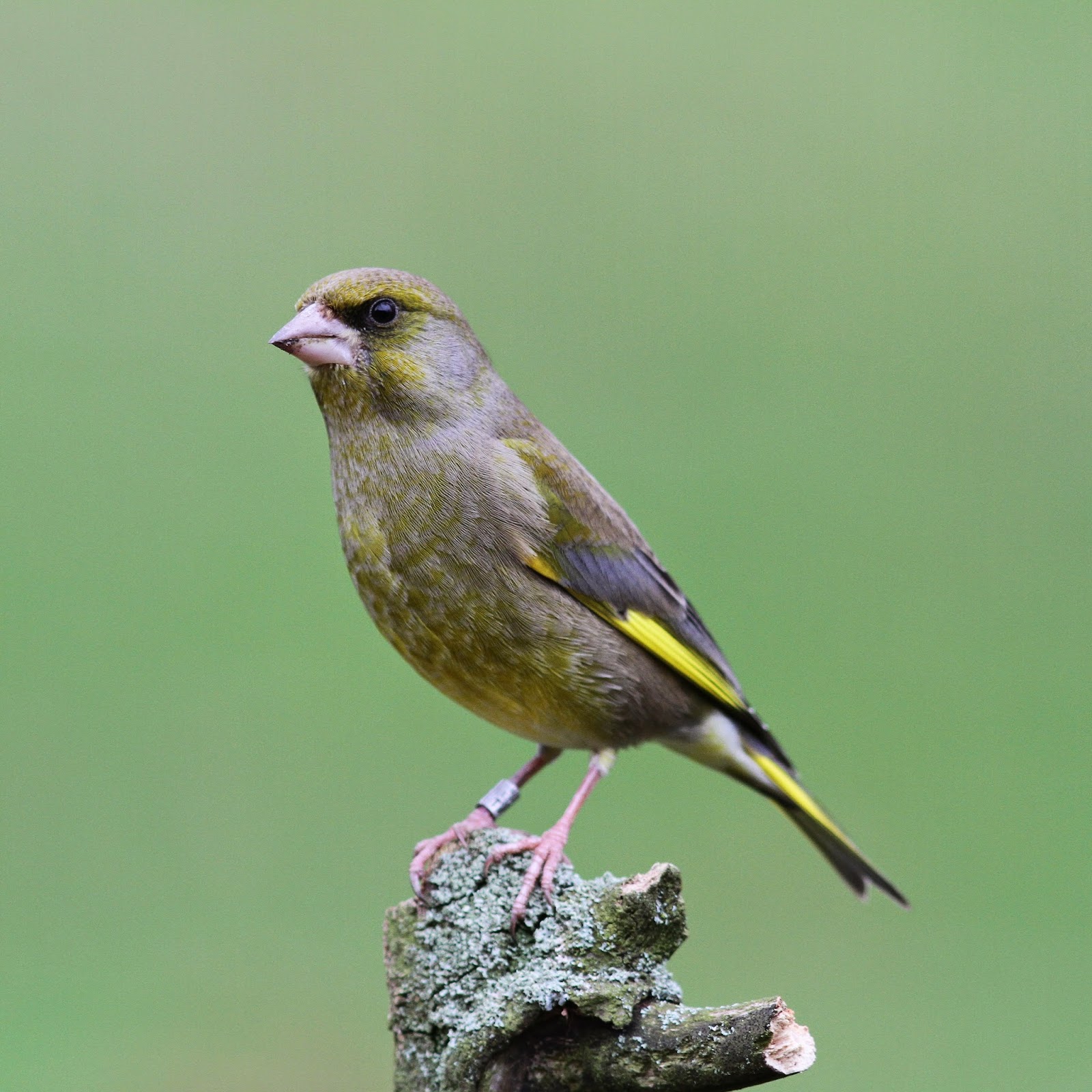 TrogTrogBlog: Bird of the week - Greenfinch
