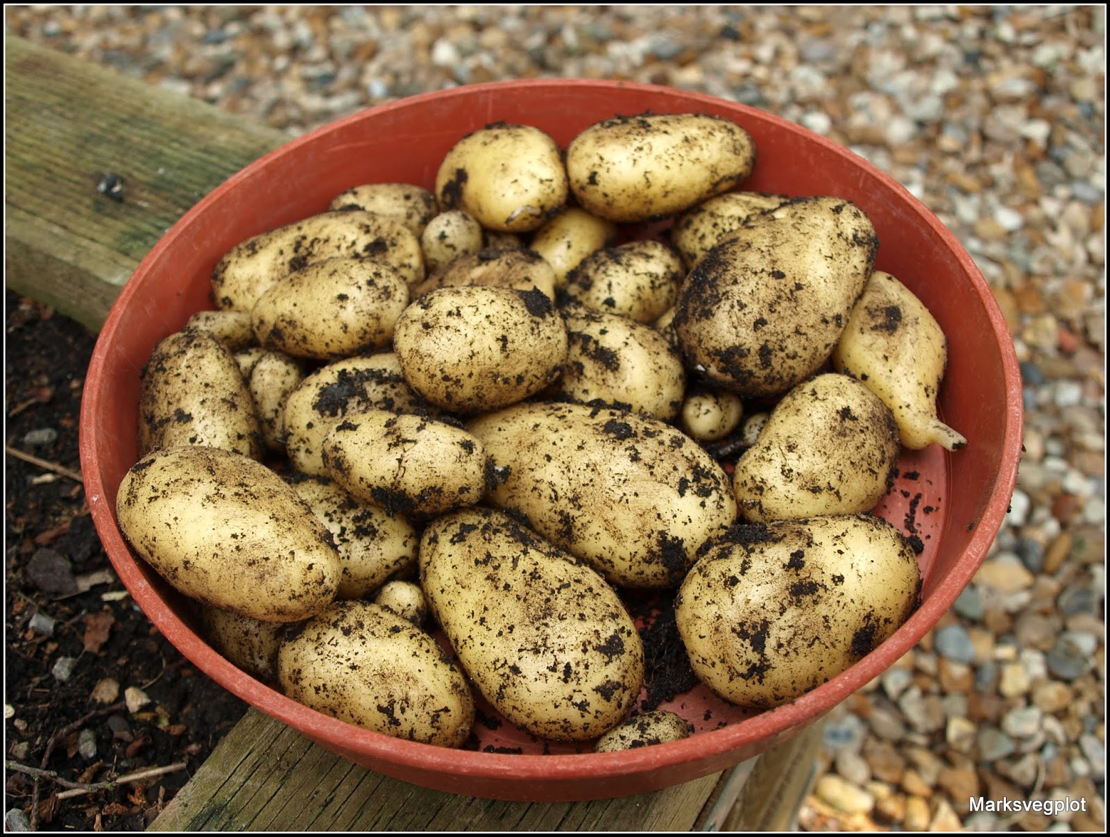 Mark's Veg Plot: Potato-growing jargon-buster