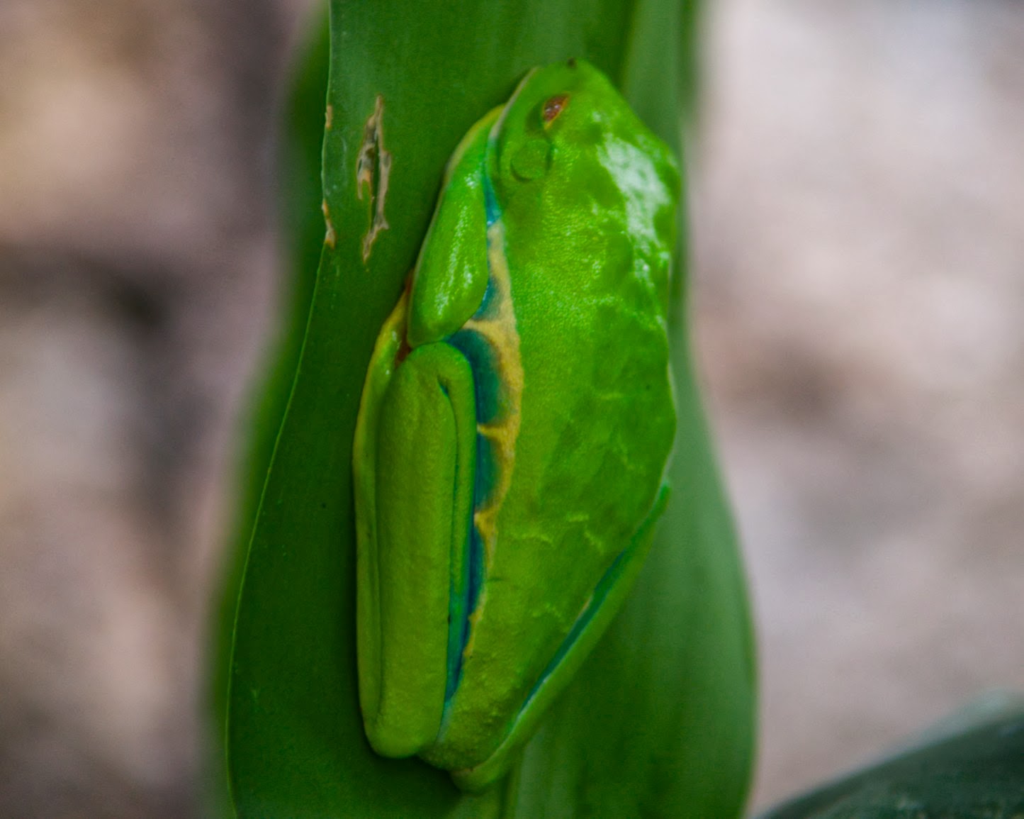 Tamarindo, Costa Rica Daily Photo: A Green Camouflaged Tree Frog