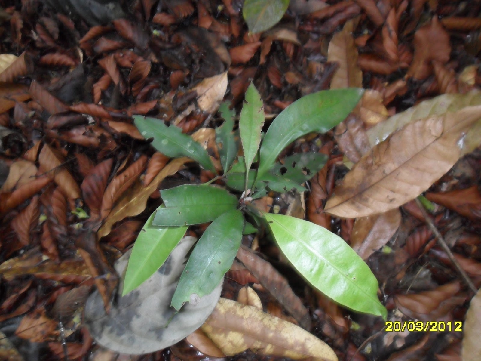 :: TiNtA hAtI ::: ~herbal medicine visit to FRIM~