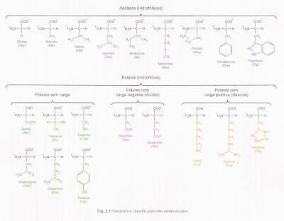 MI PROFESOR DE BIOLOGÍA: AMINOÁCIDOS ESENCIALES
