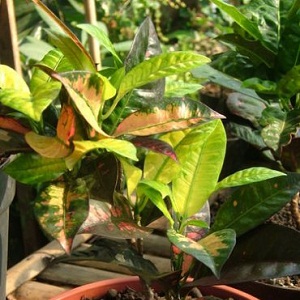 Tanaman Puring (Codiaeum variegatum) - Ganesha Flora Bali