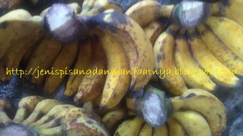 Jenis Jenis Pisang Untuk Sale - Jenis Pisang Dan Manfaatnya