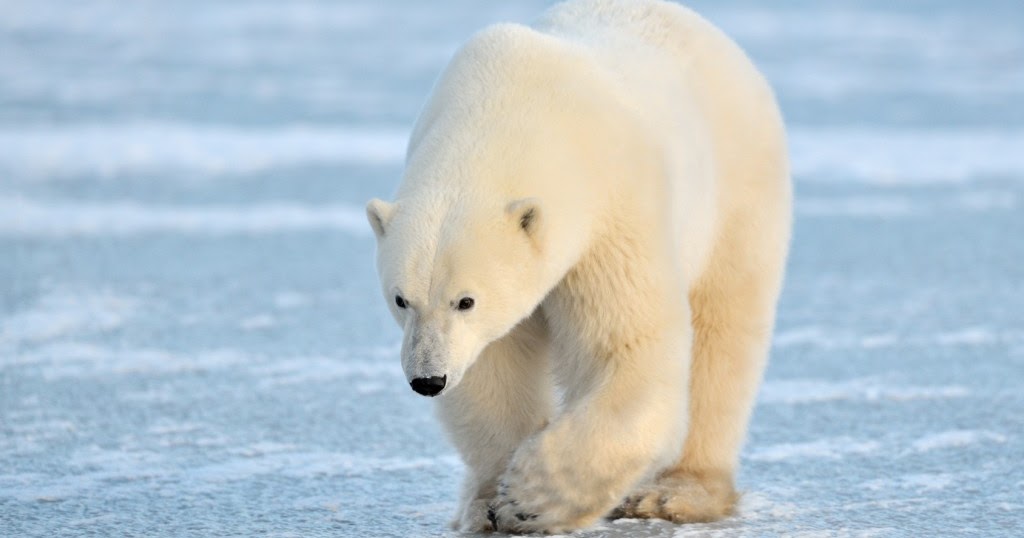 Top Wild Big Cat Polar Bears Are Carnivores The Most Dangerous top-wild-big-cat-polar-bears-are-carnivores-the-most-dangerous