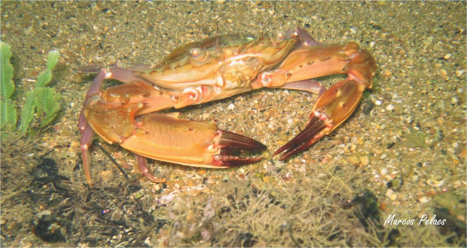 Hidrofilia: Curso de Mergulho Noturno (Night Dive)