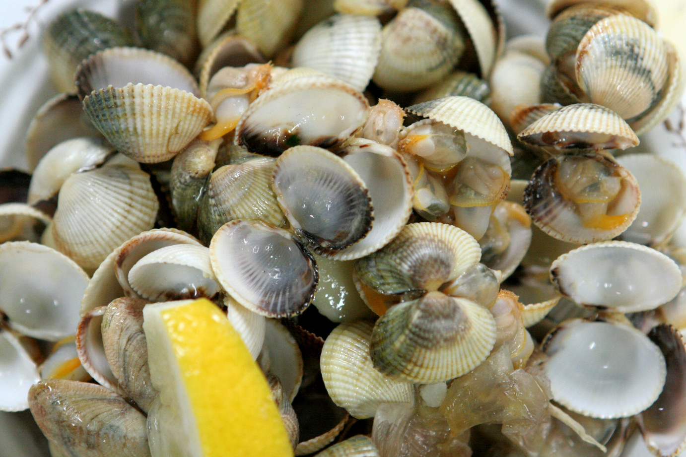 Festival do Berbigão celebra 15 anos com mil e uma iguarias