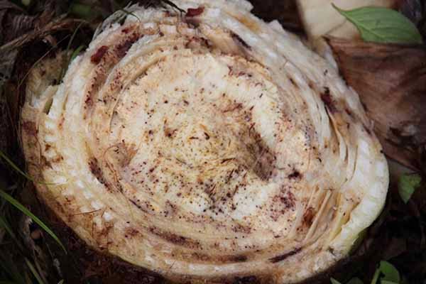 Banana Production Kit: Major Banana Diseases Caused by Bacteria