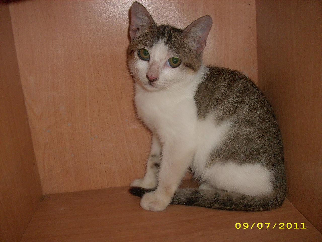 Koo's rescued kittens for adoption - AnimalCare