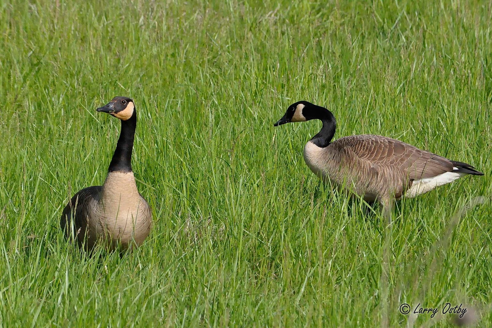 Larry Ostby's Wild Critters: Brown Thrasher, Canada Geese, Northern ...