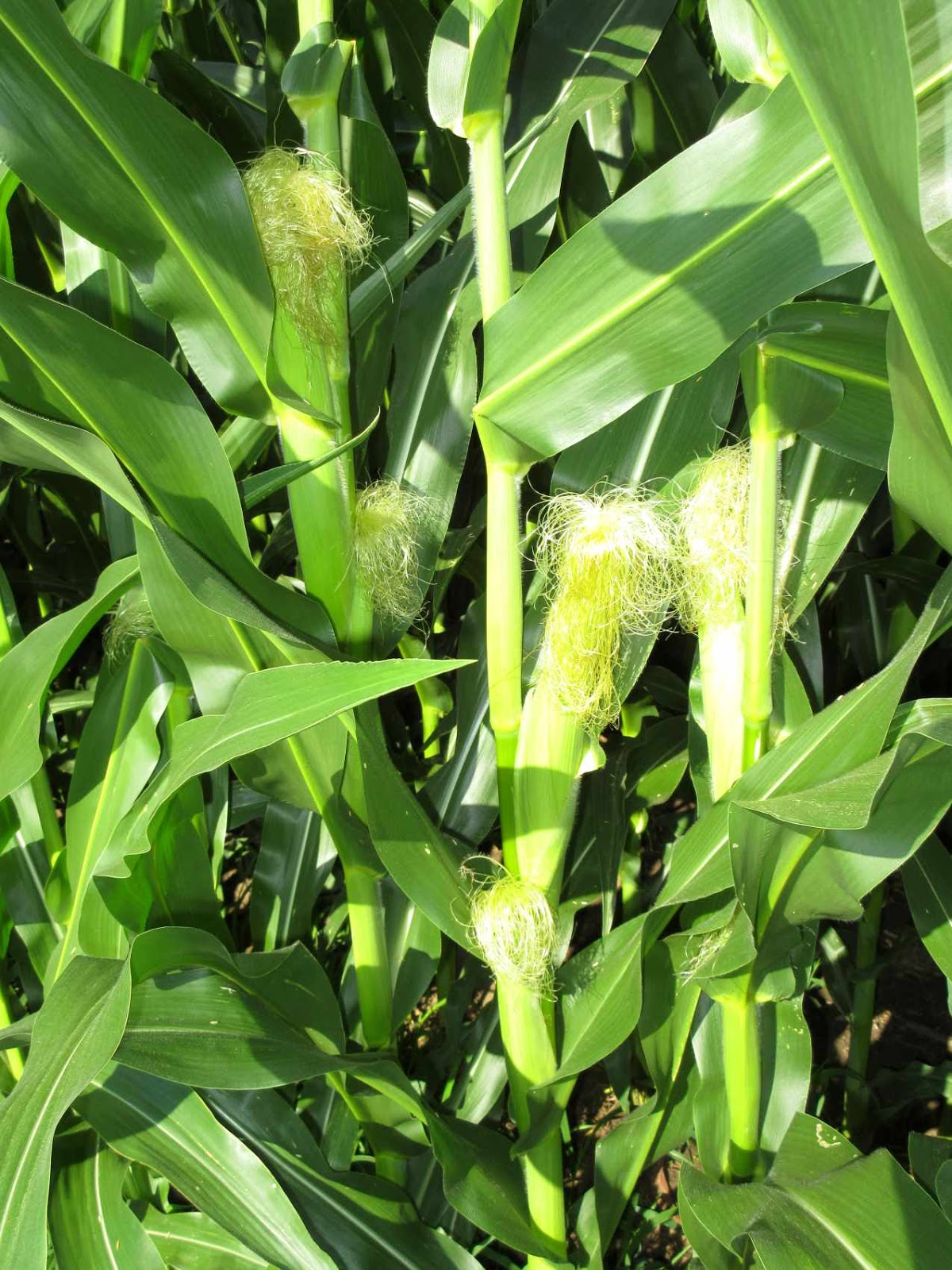 Three Things Very Dull Indeed