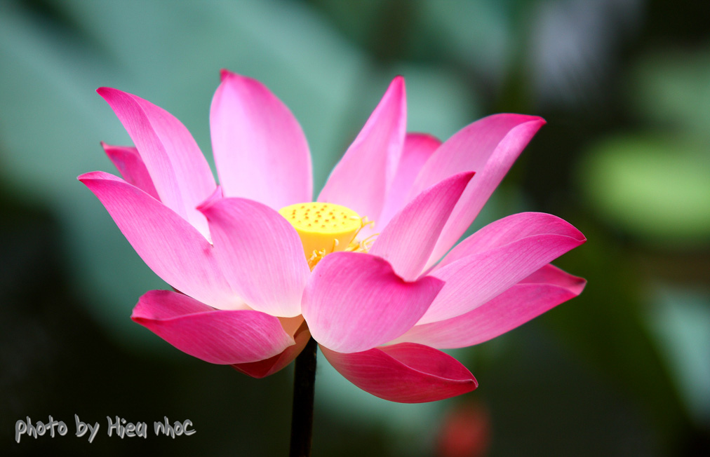 Nhật ký Định Quán: Tháng 5 mùa hoa sen nở...