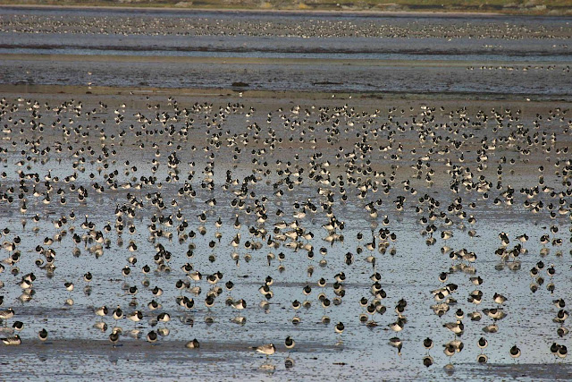 Islay Natural History Trust: More geese roosting
